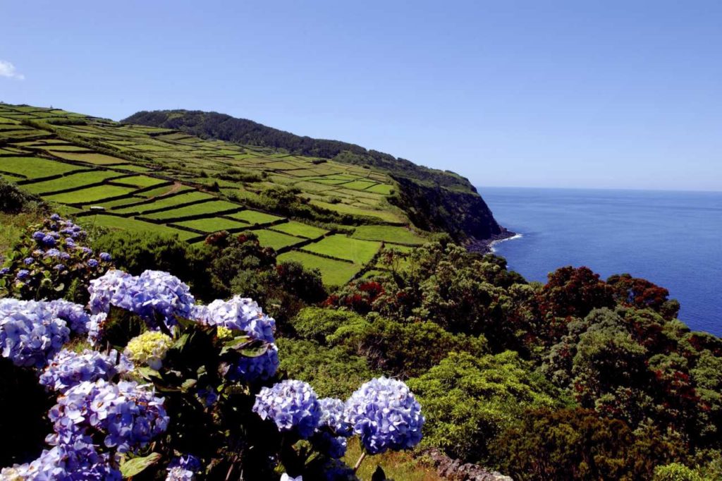 Laurisilva-Wald auf Madeira. Einzigartiger Lorbeerwald.