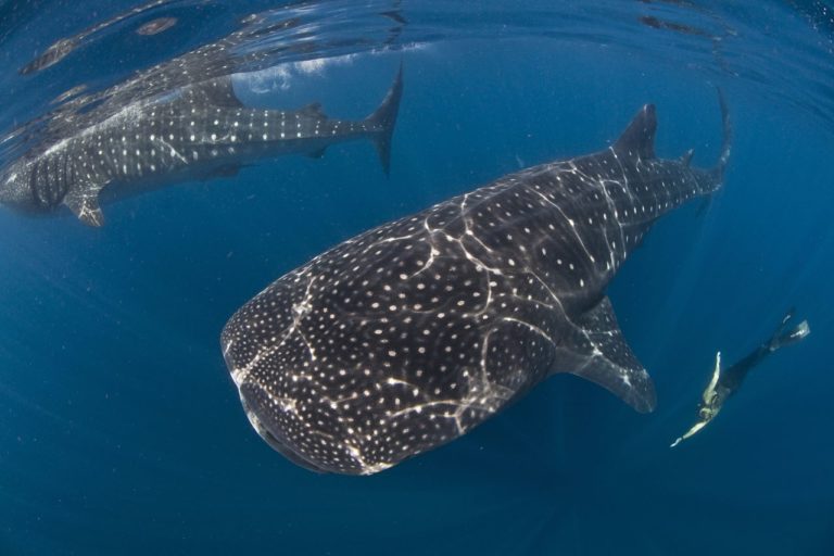 Schutzprojekte für den Walhai von der Tauchorganisation PADI