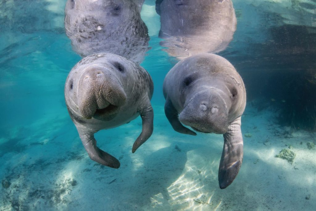 Die besten Plätze für Manati-Beobachtungen in Florida