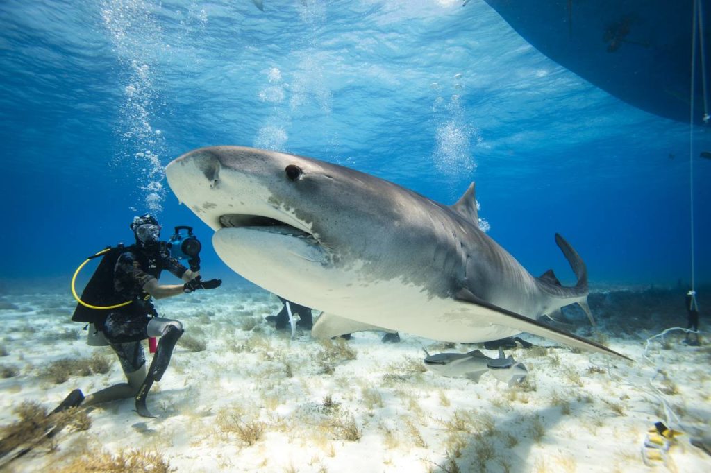 Liste der geschützten Haiarten um 60 Arten erweitert